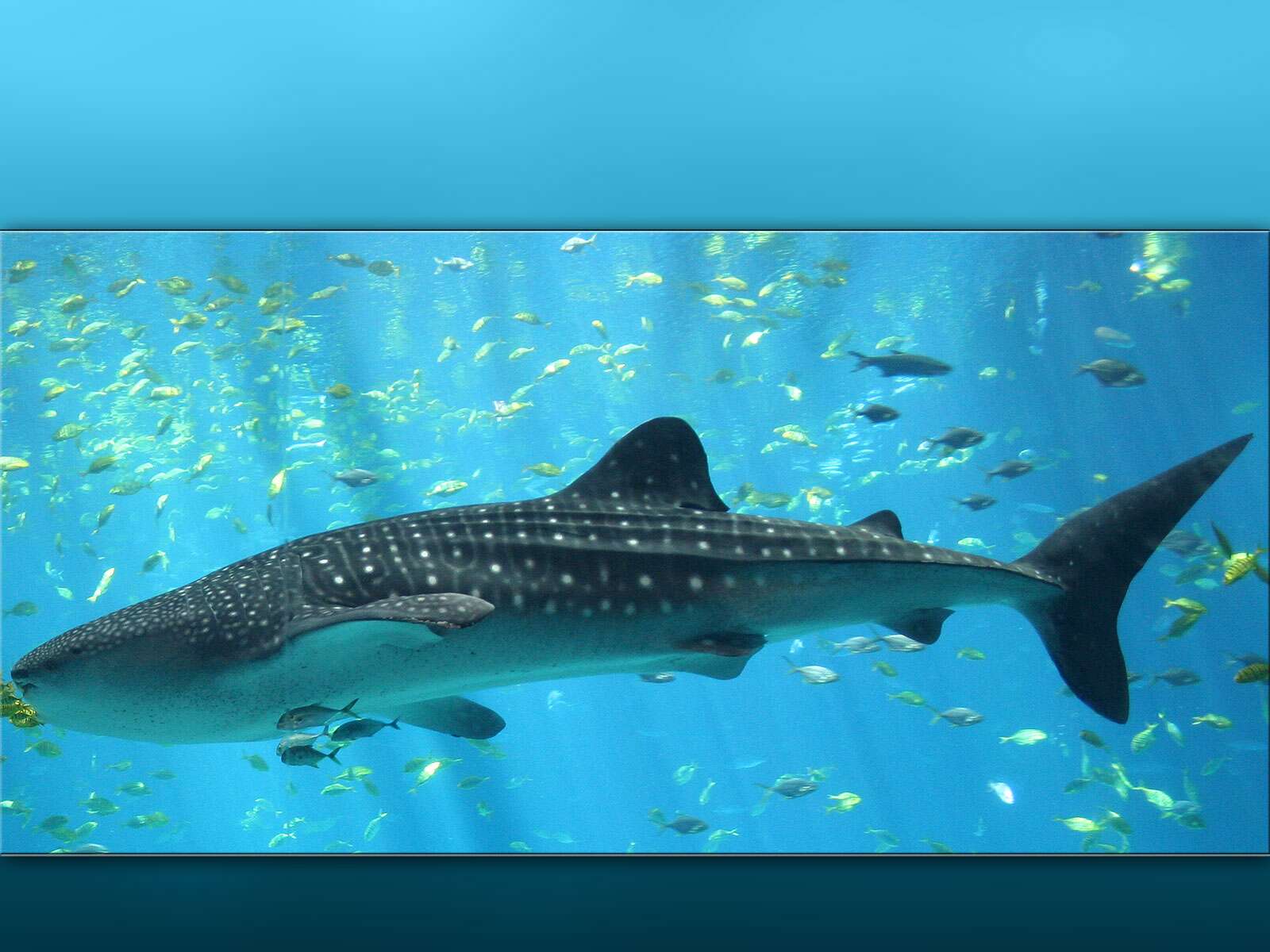 Requin baleine - Fond d'écran et images gratuites