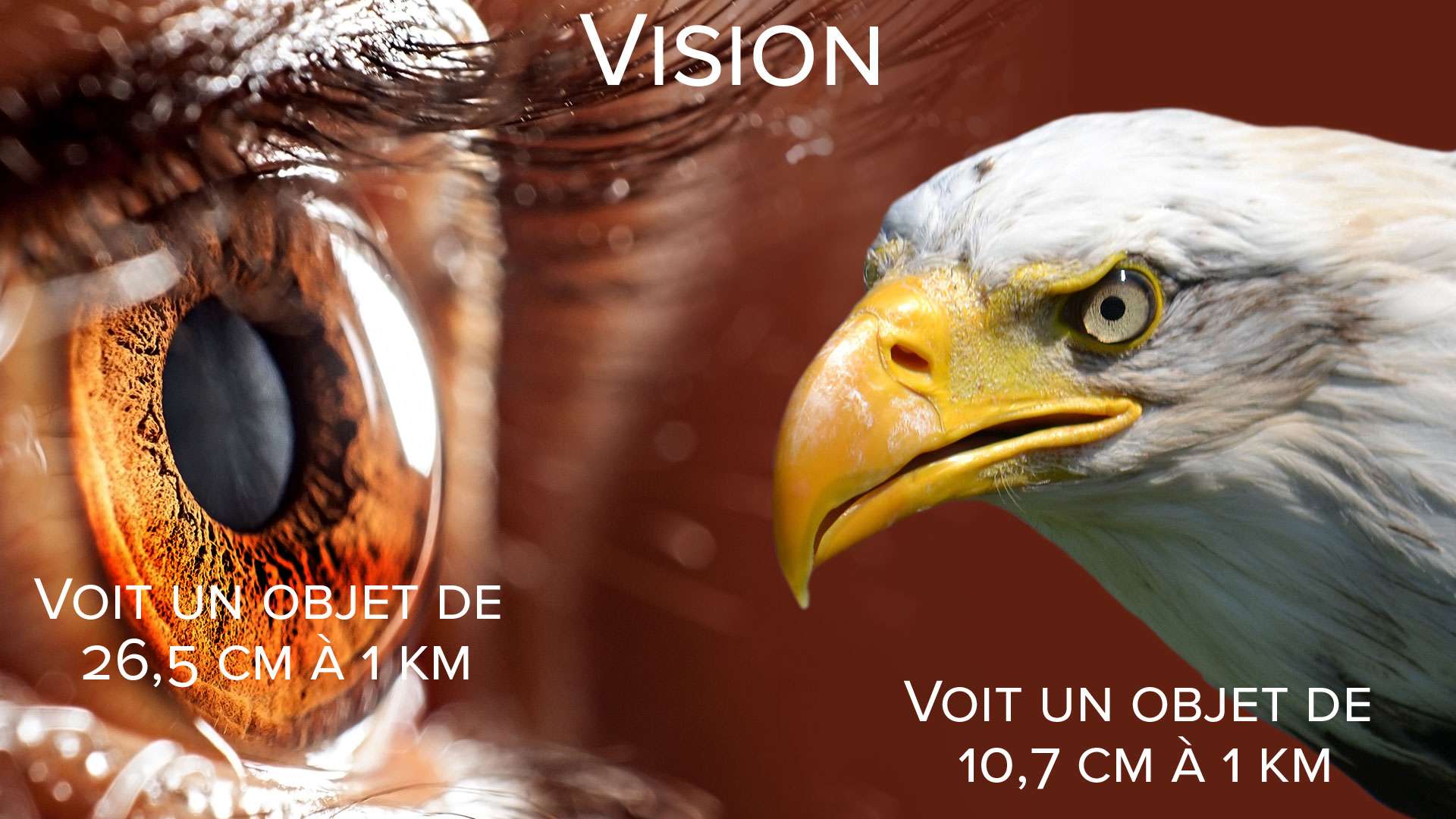 Vision : les rapaces nous dépassent ! - Photos Futura