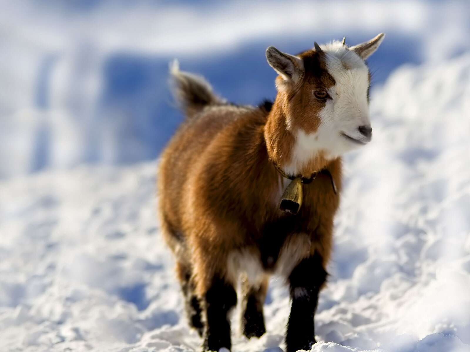 Chevreau dans la neige