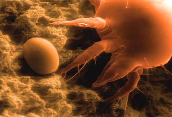 Acariens Acarus Siro - Photos Futura