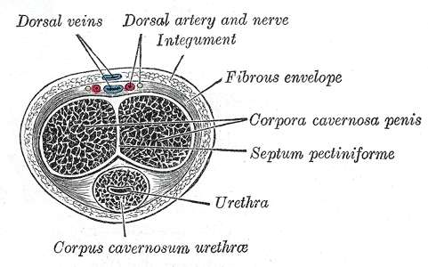 Définition | Corps caverneux : définition et anatomie