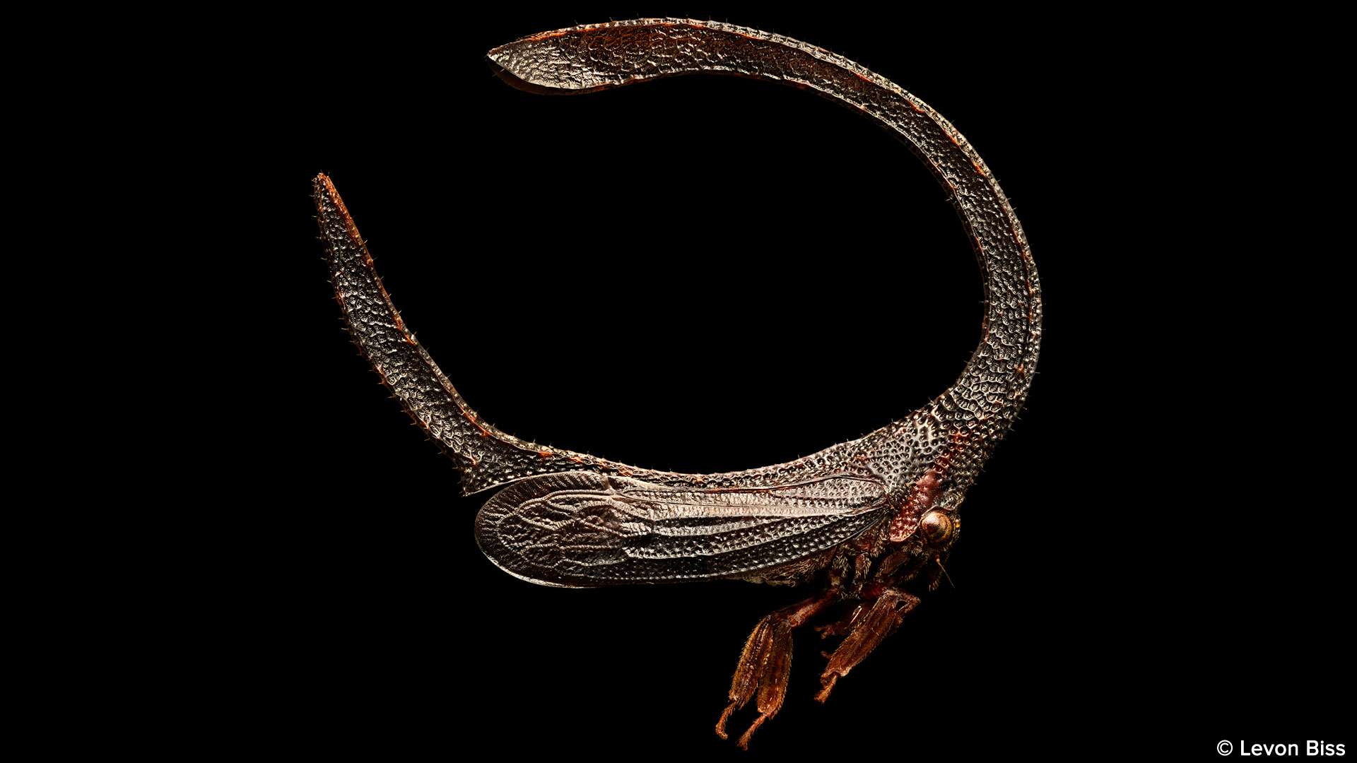 Cladonota sp., un insecte très surprenant - Photos Futura