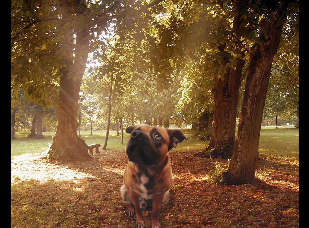 La boussole du chien l’aide à déféquer selon un axe nord-sud