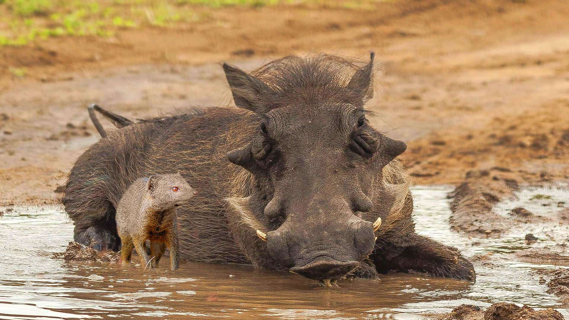 Le phacochère nourrit la mangouste qui le nettoie - Photos Futura