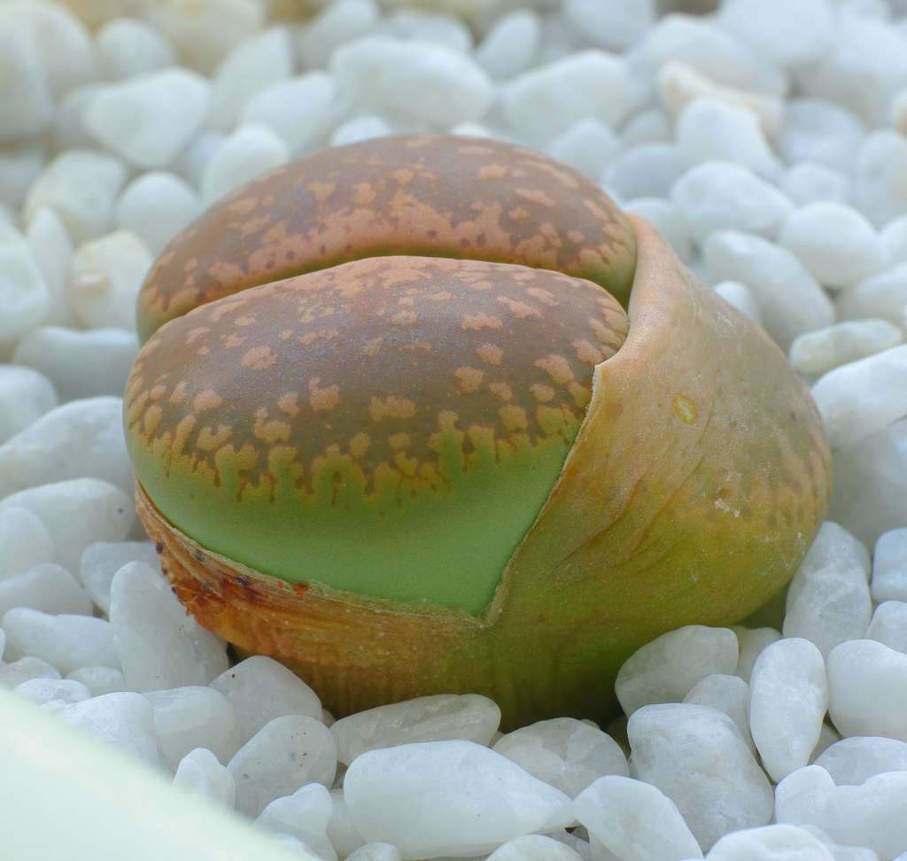Lithops d'Afrique - Photos Futura