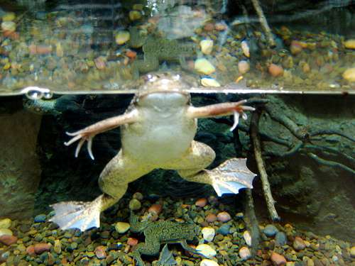 Le xénope, un amphibien, va-t-il inspecter nos médicaments
