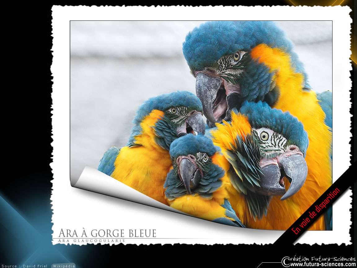 Ara à gorge bleue - Fond d'écran et images gratuites