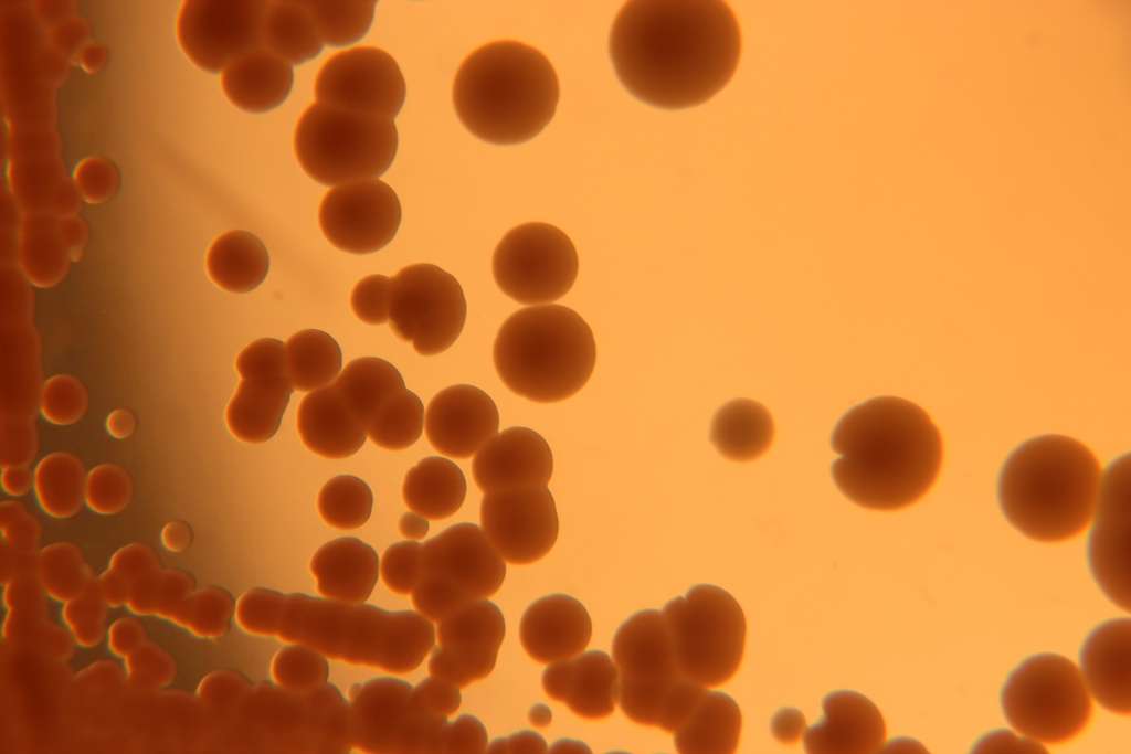 Une levure qui rajeunit chaque fois qu’elle se reproduit