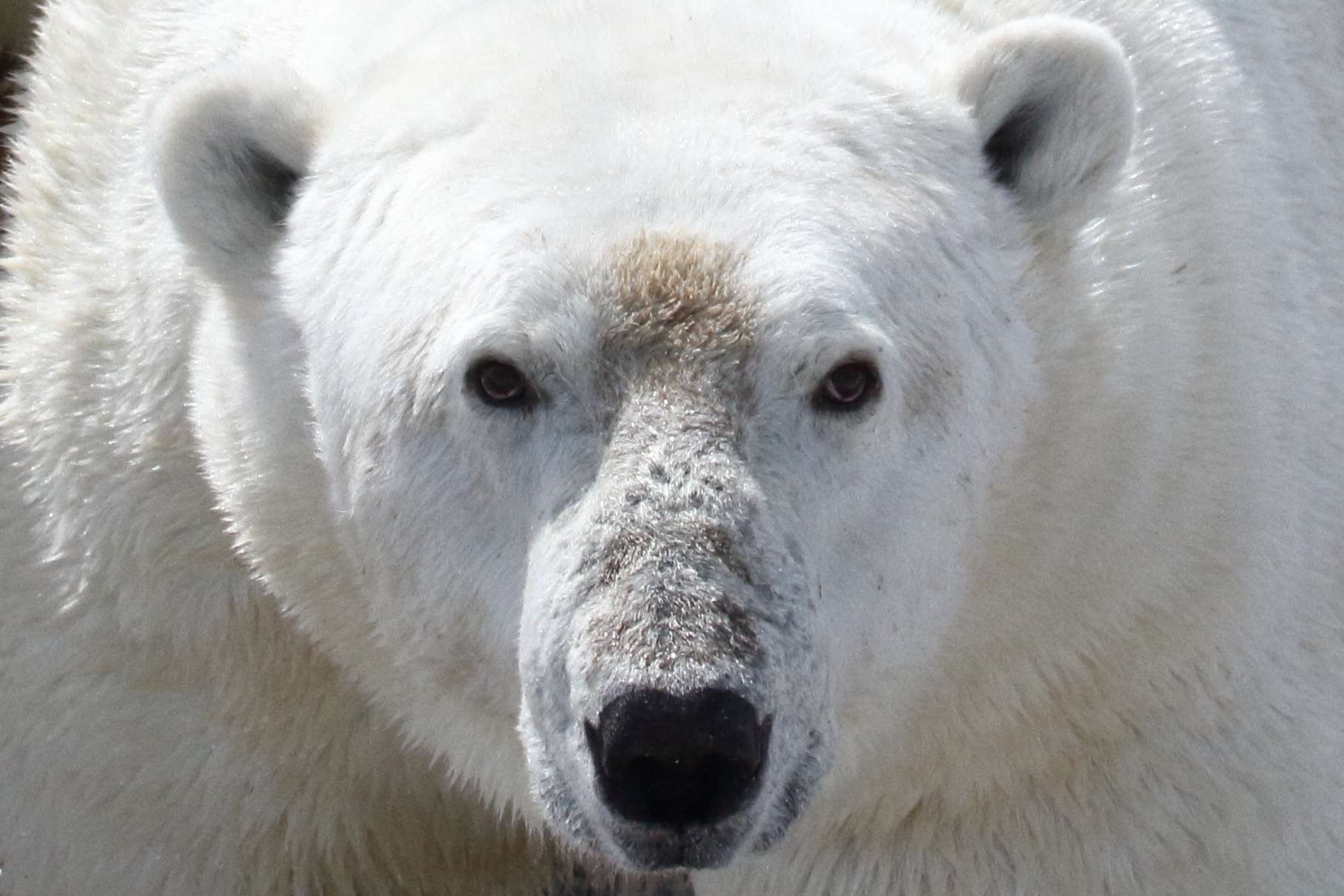 Les ours polaires sont condamnés à mourir de faim