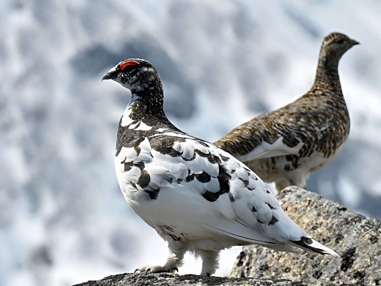 Perdrix des neiges - Fond d'écran et images gratuites