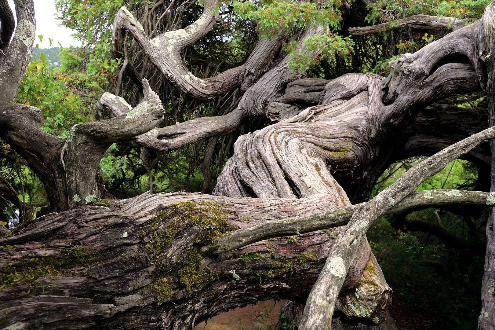 Le cade tourmenté de l’Aude - Photos Futura
