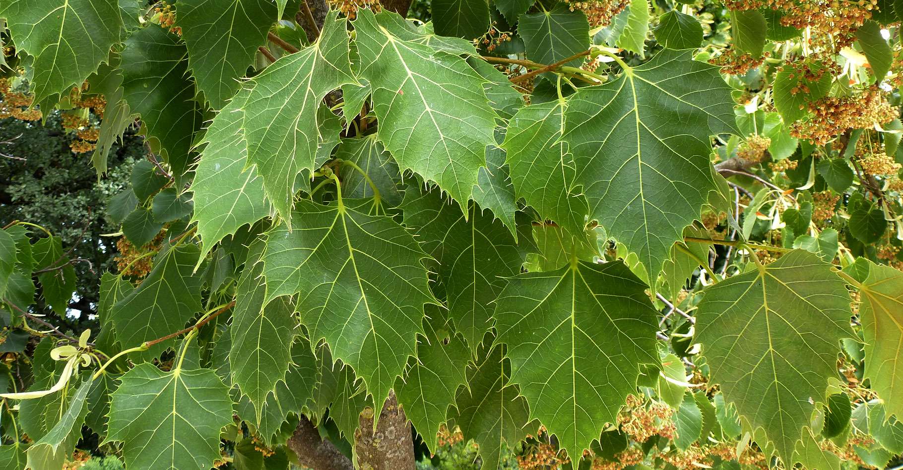 Définition | Tilleul de Henry - Tilia henryana