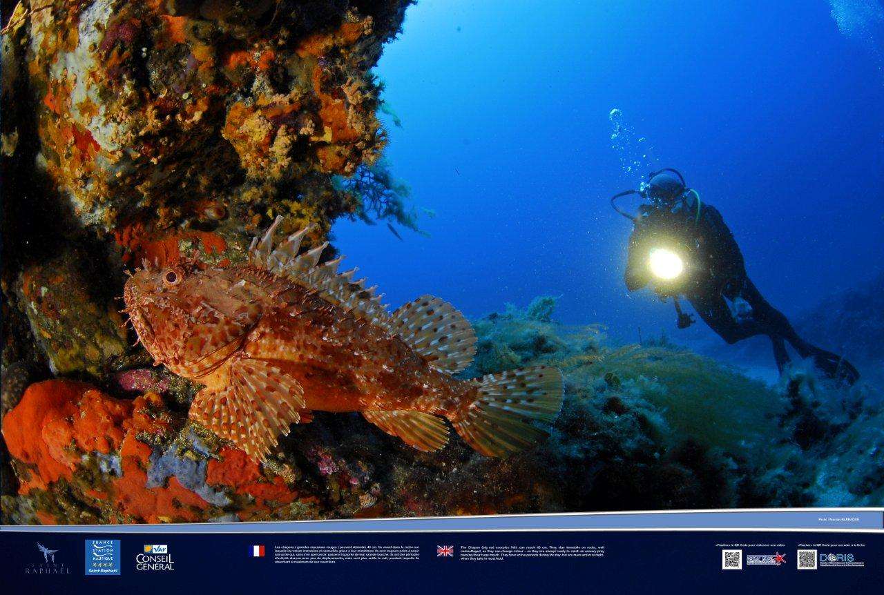 La grande rascasse rouge, un poisson nocturne - Photos Futura
