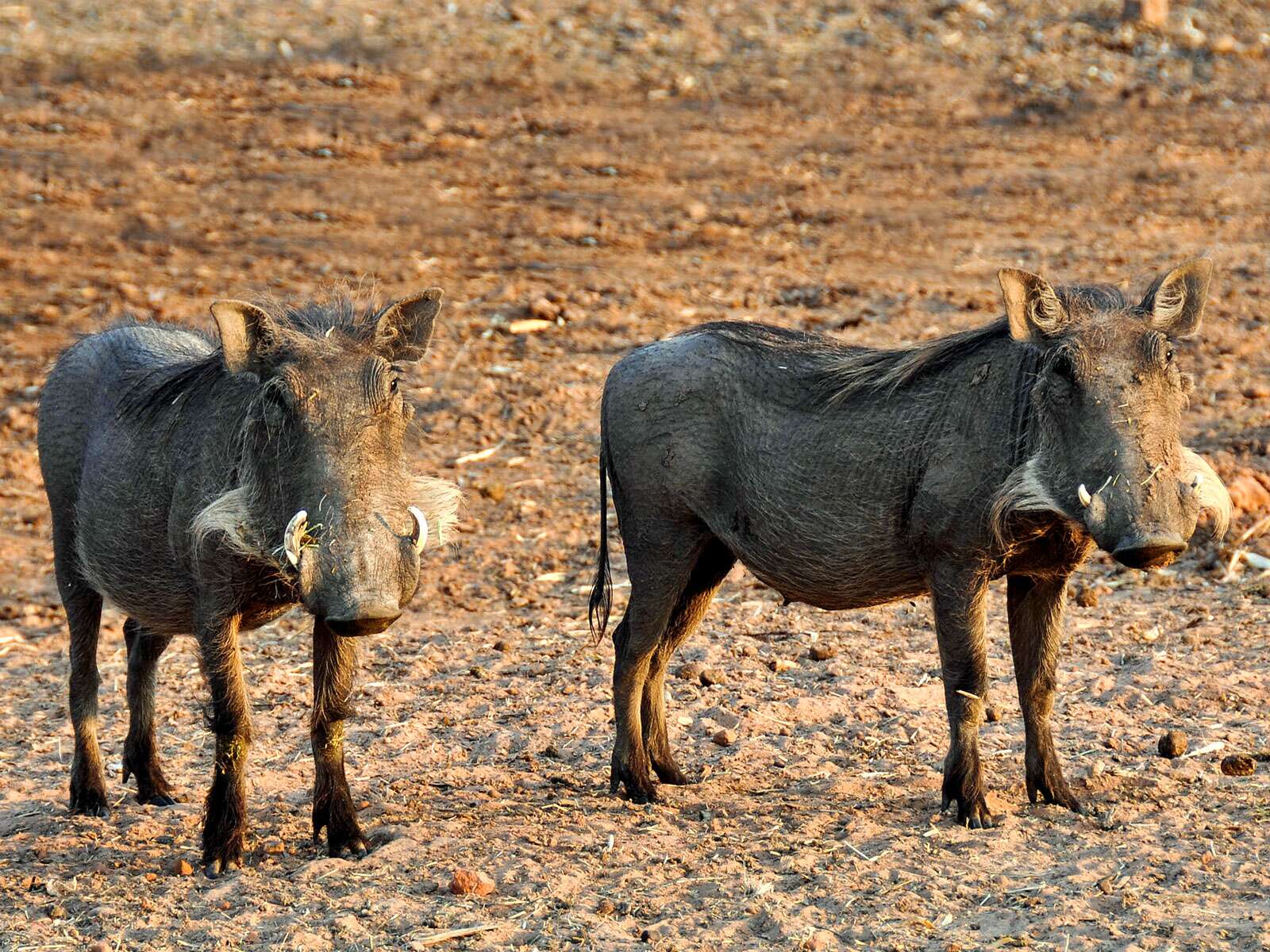 Le phacochère a 4 défenses pouvant mesurer 60 cm pour les mâles - Fond ...
