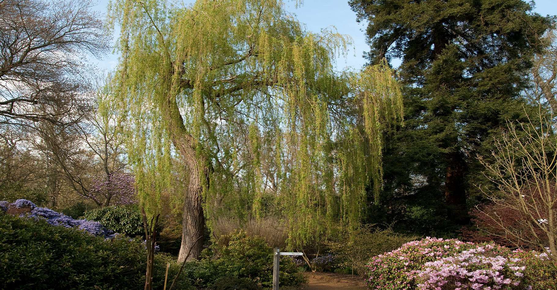Définition | Saule pleureur - Salix babylonica - Saule de Babylone