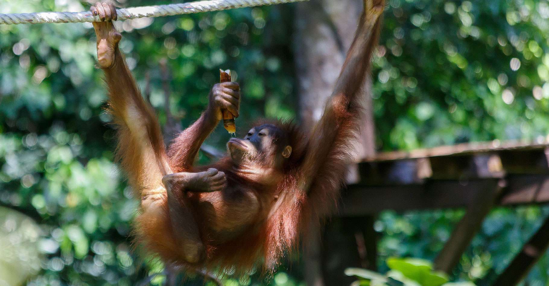 Orang-outan | Dossier