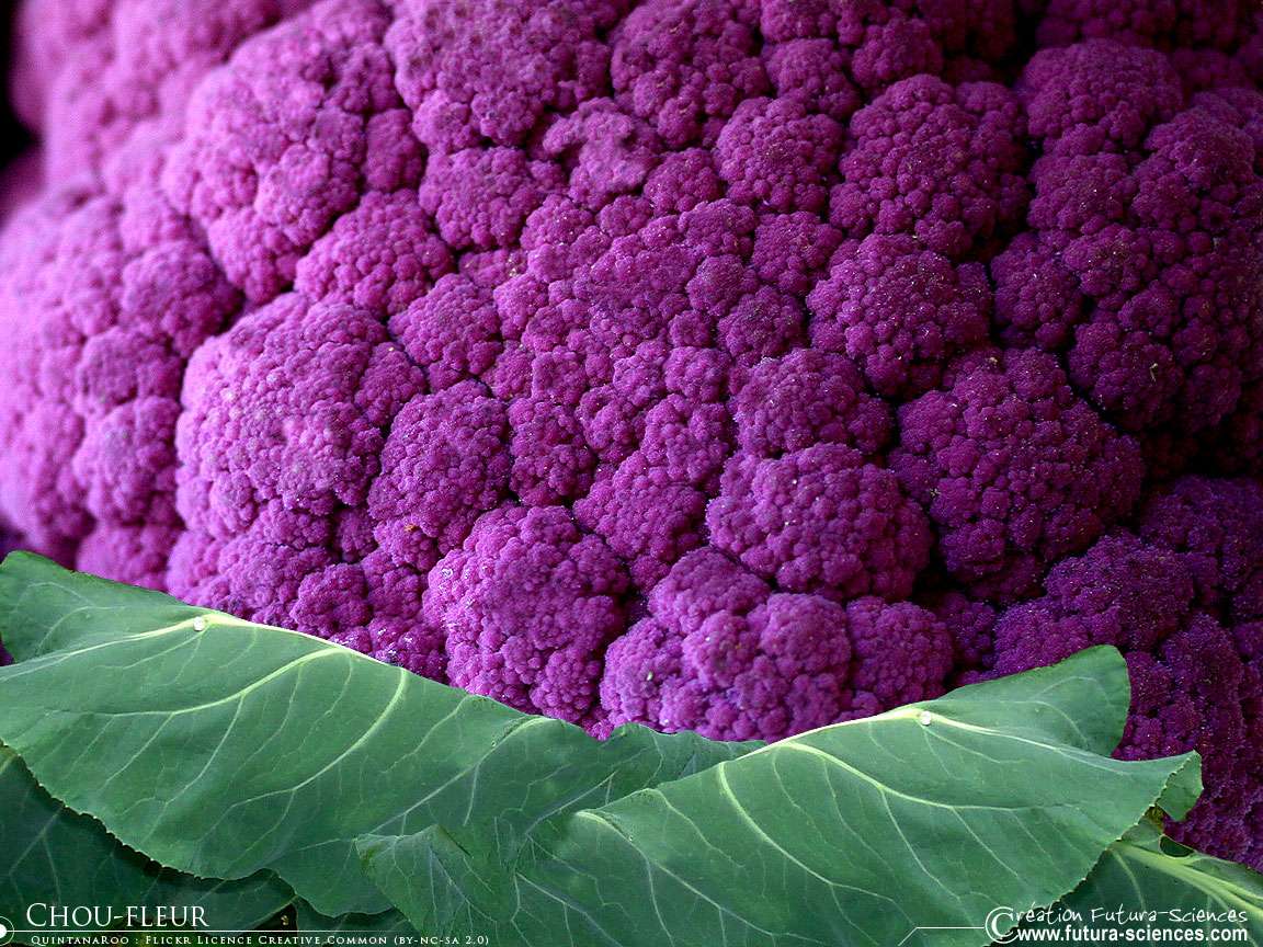 Chou-fleur violet