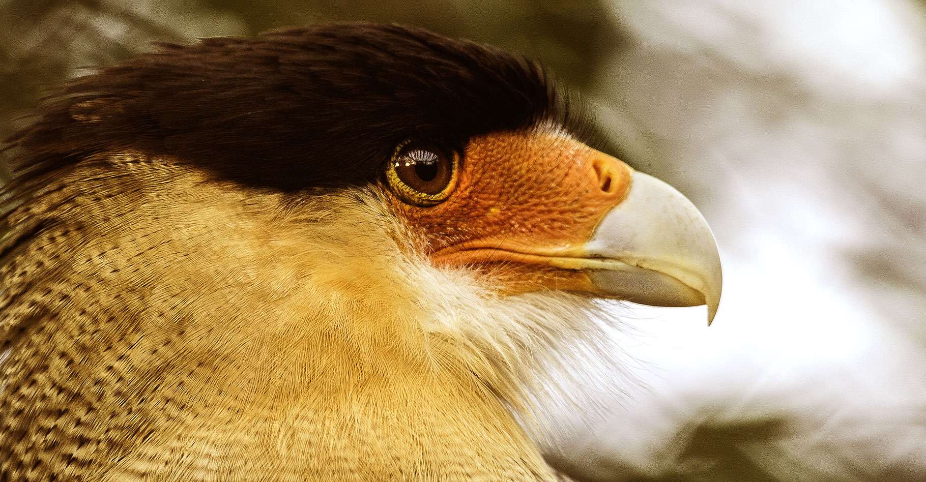 Caractéristiques des rapaces et anatomie : becs, pattes, yeux… | Dossier