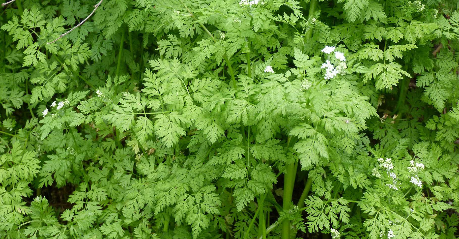 Le cerfeuil et ses bienfaits | Dossier