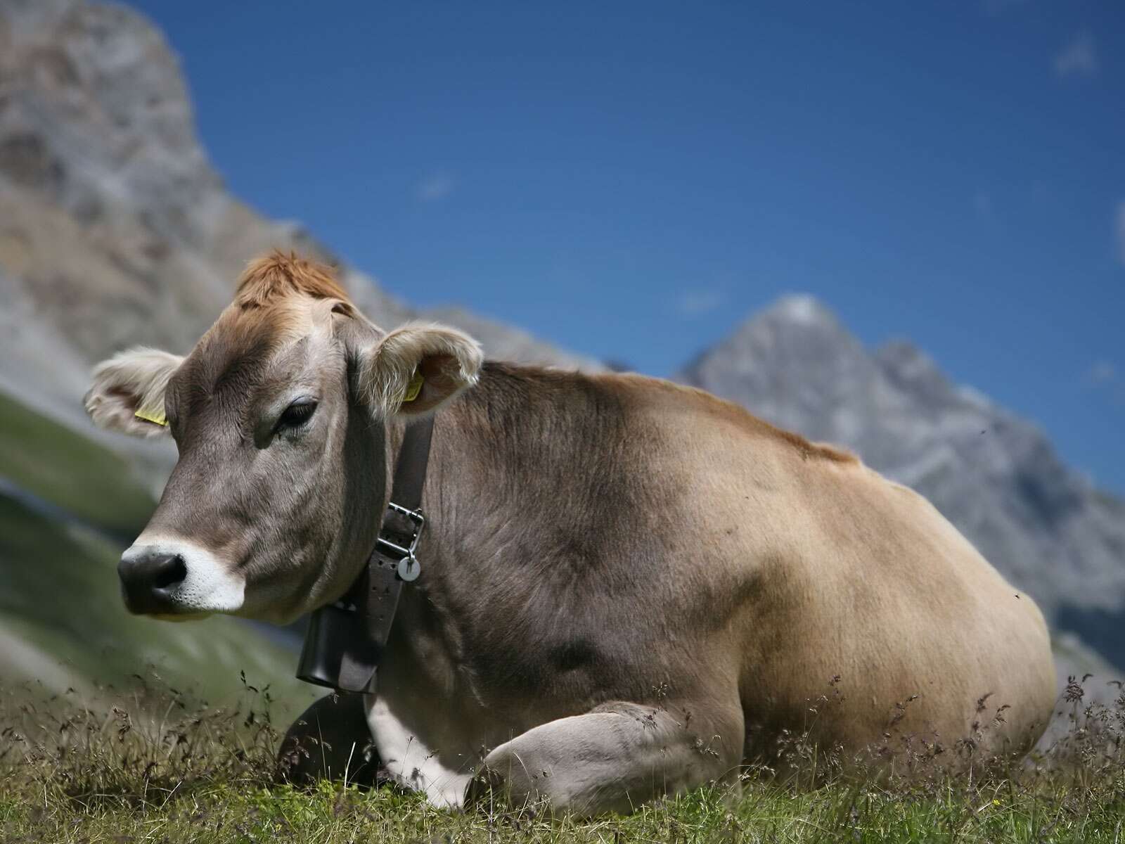 Brune des Alpes - Fond d'écran et images gratuites