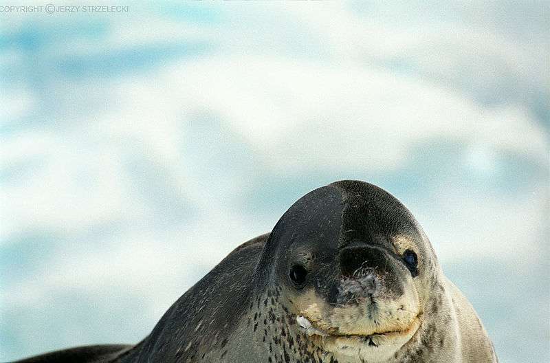 Définition | Léopard de mer - Hydrurga leptonyx - Léopard des mers