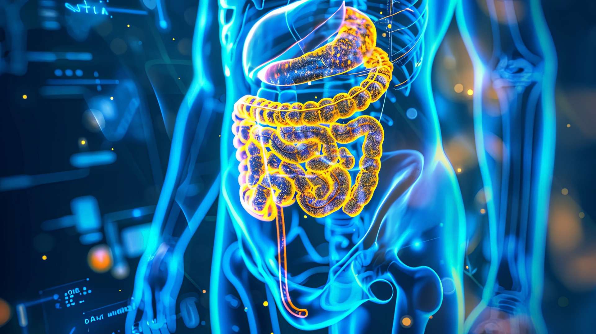 Définition | Iléon - Ileum