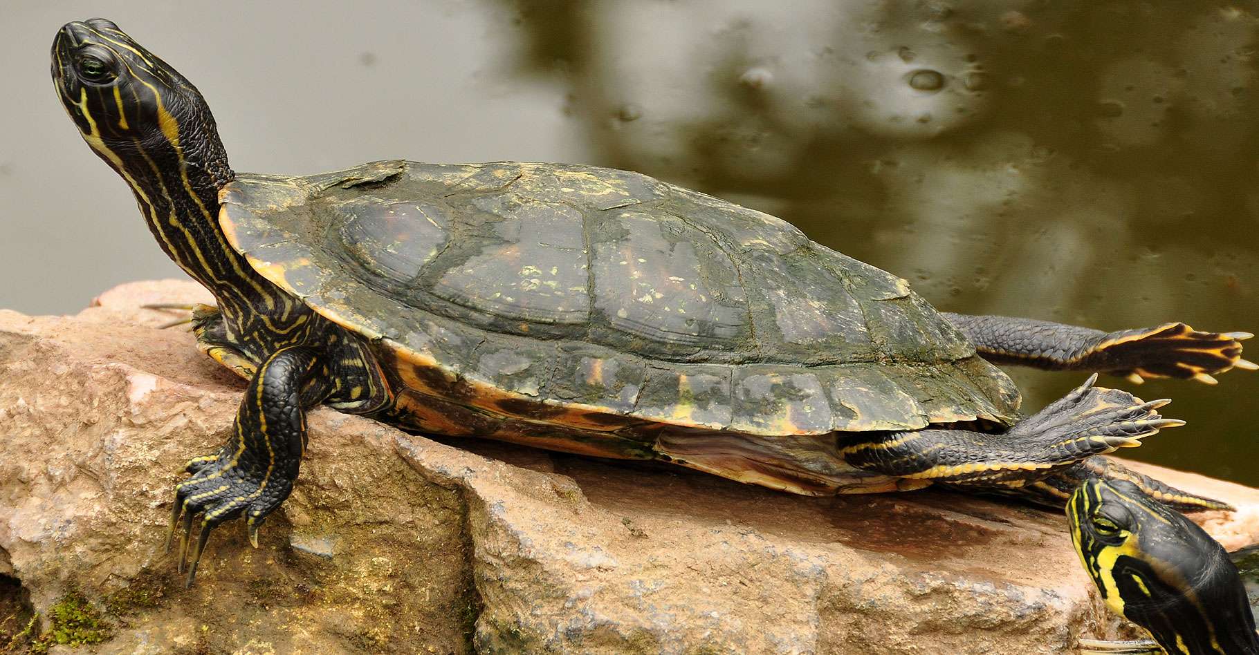 Les espèces invasives, menaces pour la biodiversité | Dossier