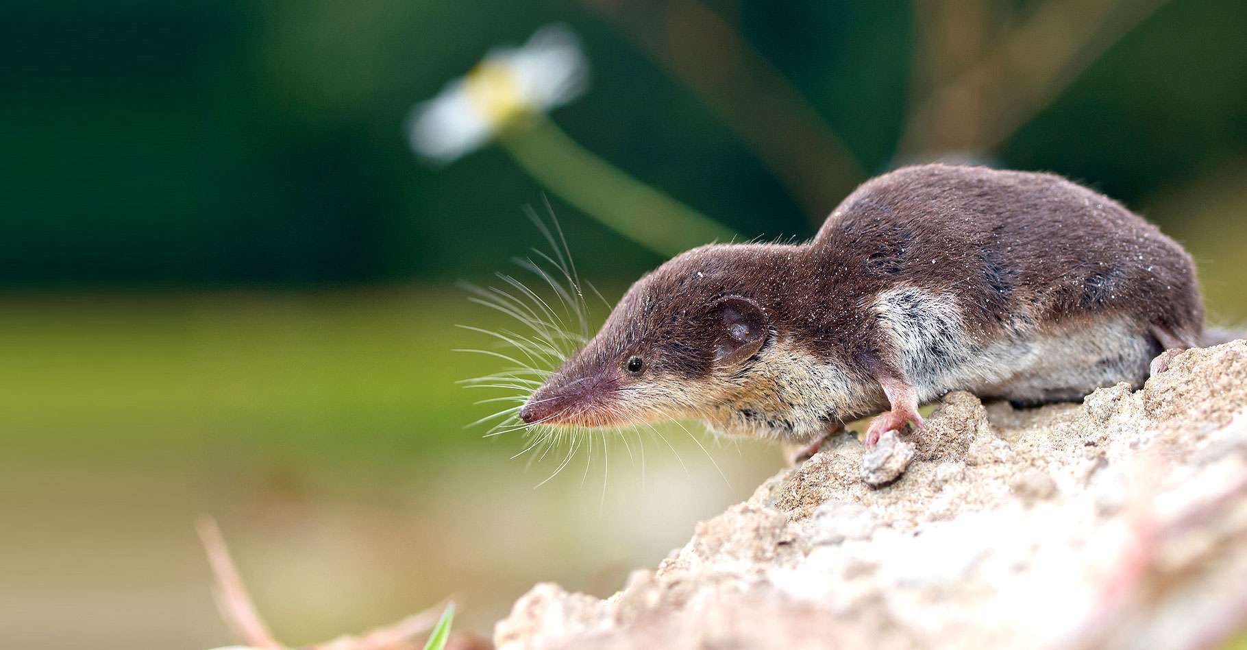 Suncus etruscus : répartition géographique | Dossier