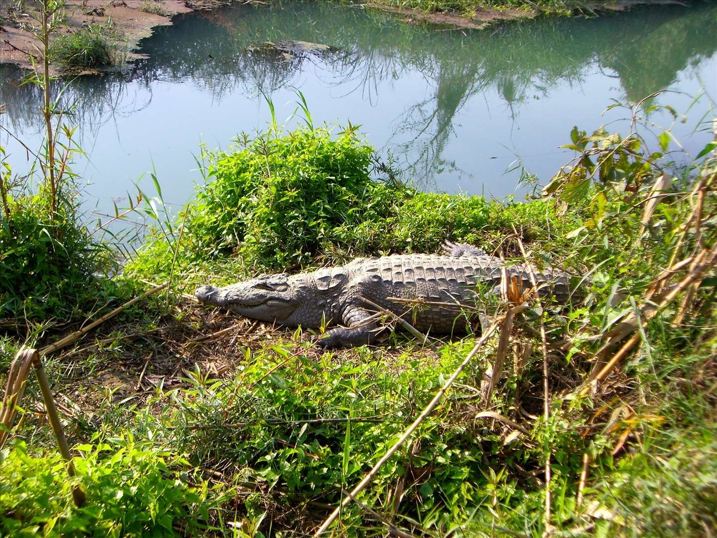 Définition | Ovipare - Oviparité