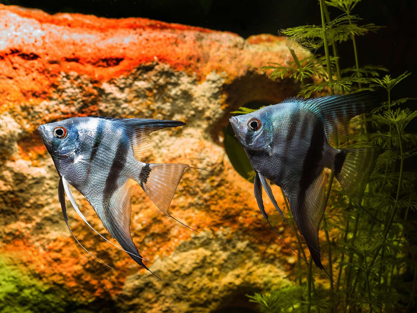 Scalaire - Pterophyllum scalare - Fond d'écran et images gratuites