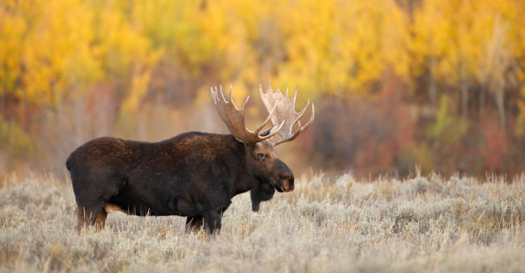Du jamais vu : un élan enragé dans une ville d’Alaska