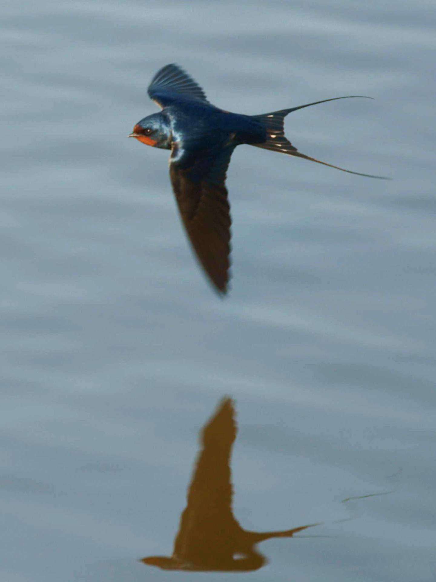 L'hirondelle femelle s'intéresse à la queue des mâles - Photos Futura