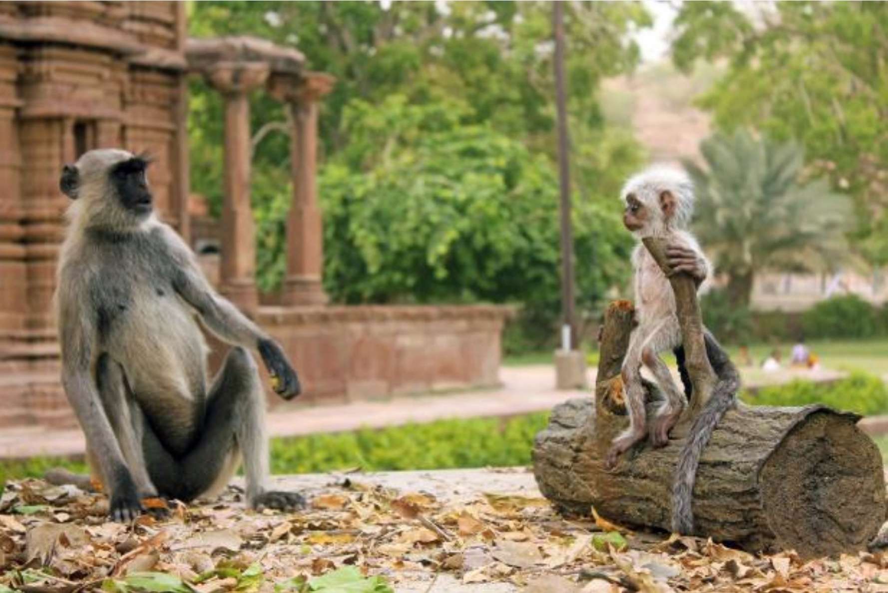 En vidéo : un groupe de singes en deuil d'un robot-espion