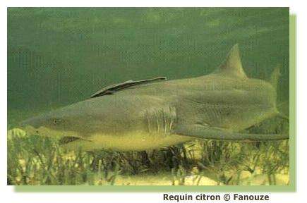 Alimentation et digestion des requins | Dossier