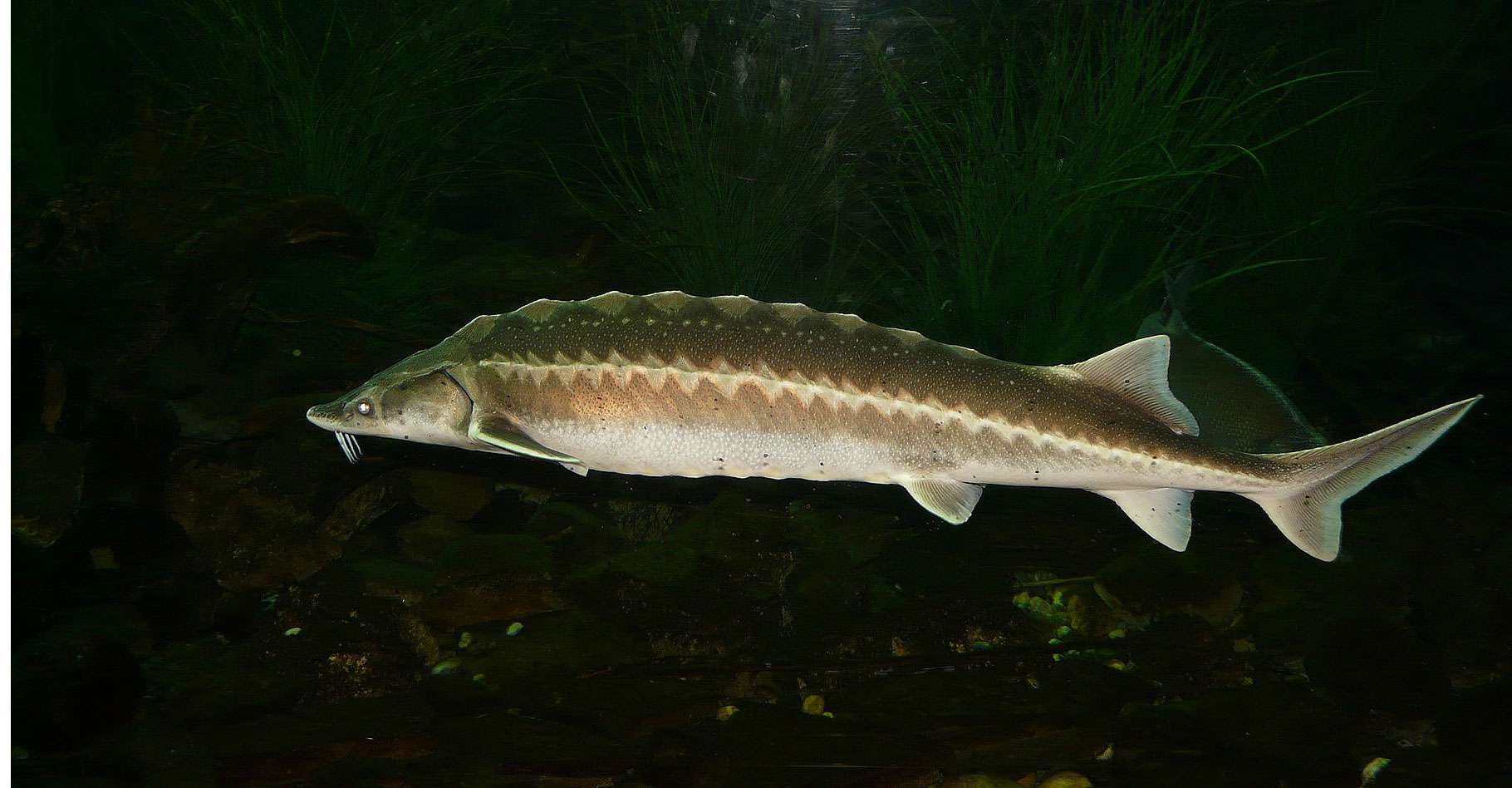 Les esturgeons, ou acipenseridés : l'esturgeon d'Europe | Dossier