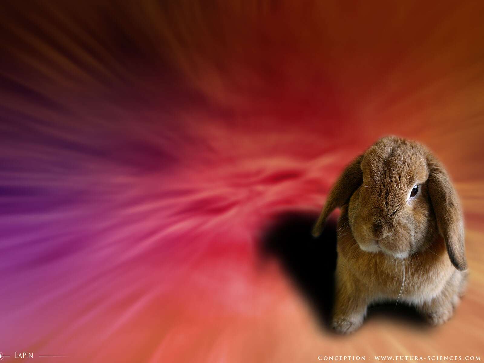 Lapineau - Fond d'écran et images gratuites