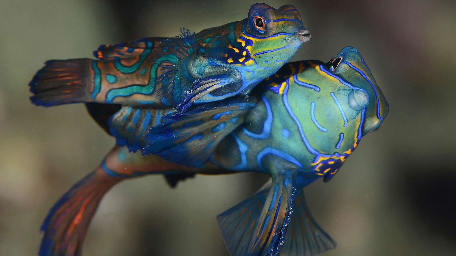 Un couple de poissons-mandarins, aux Philippines - Photos Futura