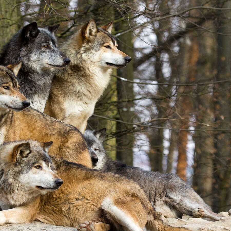 Chien Loup Rouge Brun Les Loups Sont Ils Arrivés En Banlieue