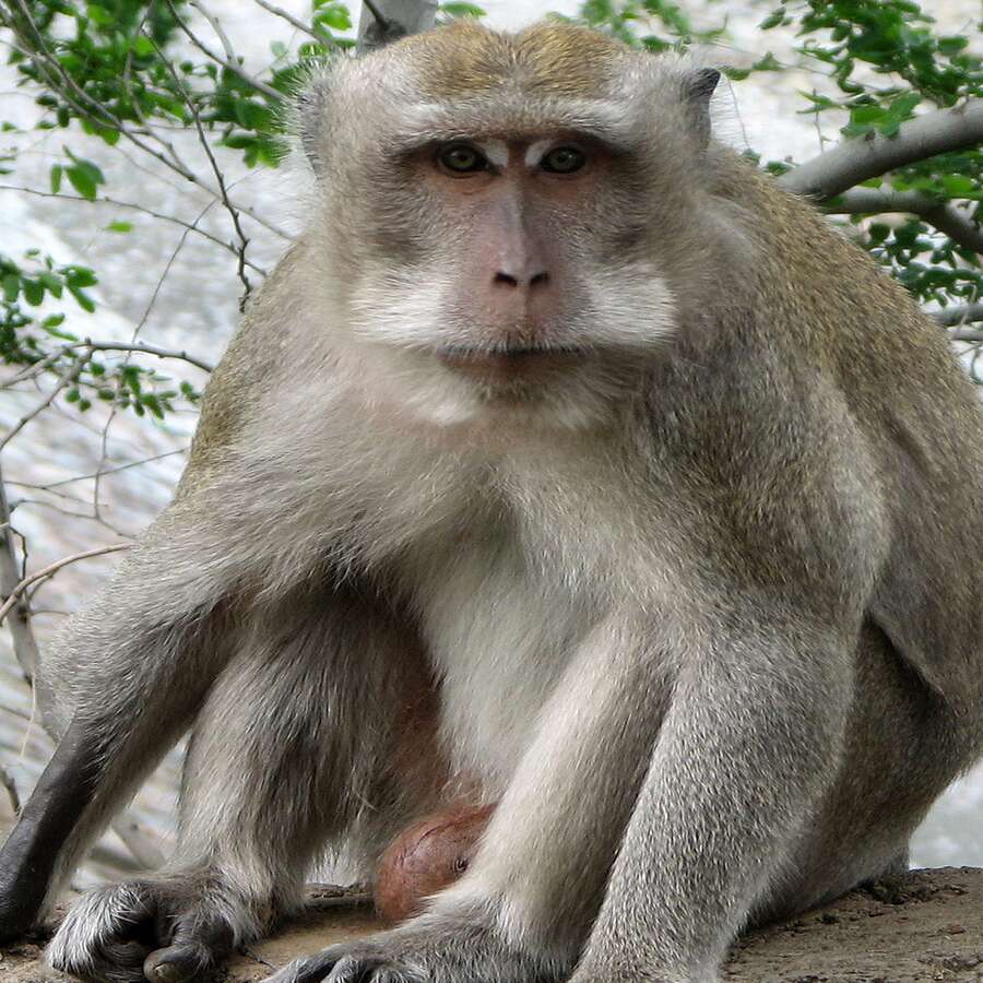 Le Singe Le Plus Laid Du Monde Le Blobfish Est L'animal Le Plus Moche