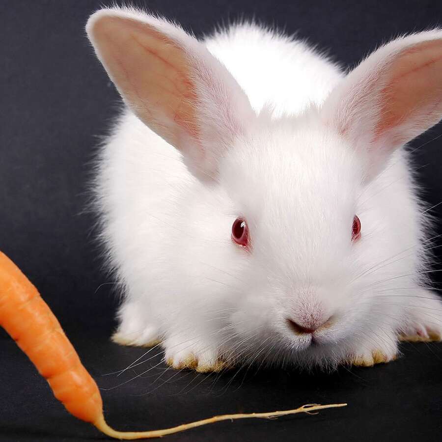 Chat Albinos Yeux Rouges