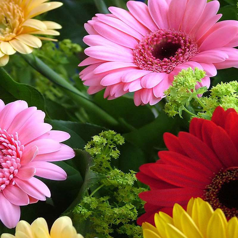 Flore | Futura Planète