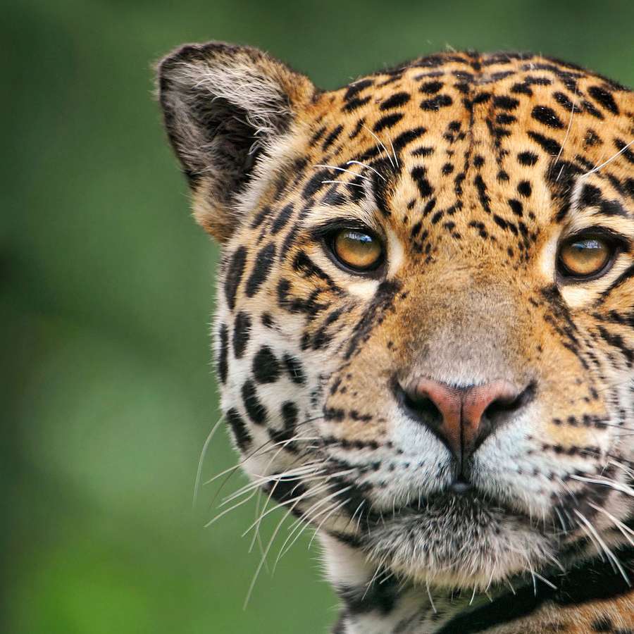 Faune | Futura Planète