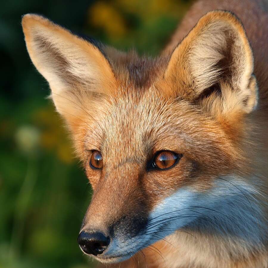 Animaux de forêt | Futura Planète