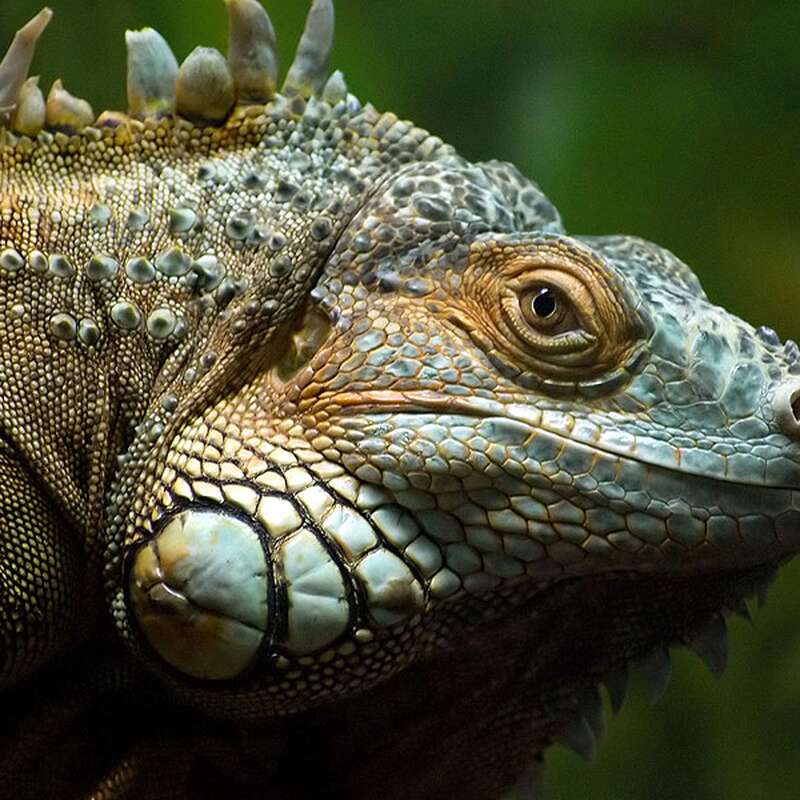 Iguane | Futura Planète