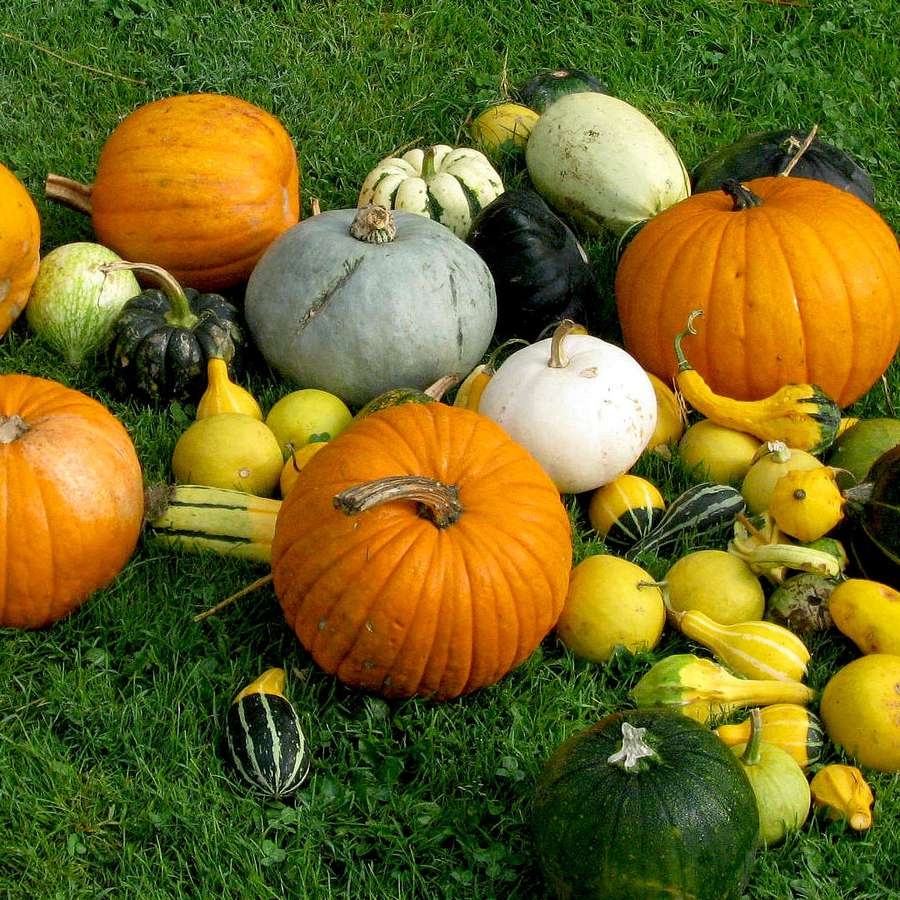 Fonds d'écran Légume | Futura