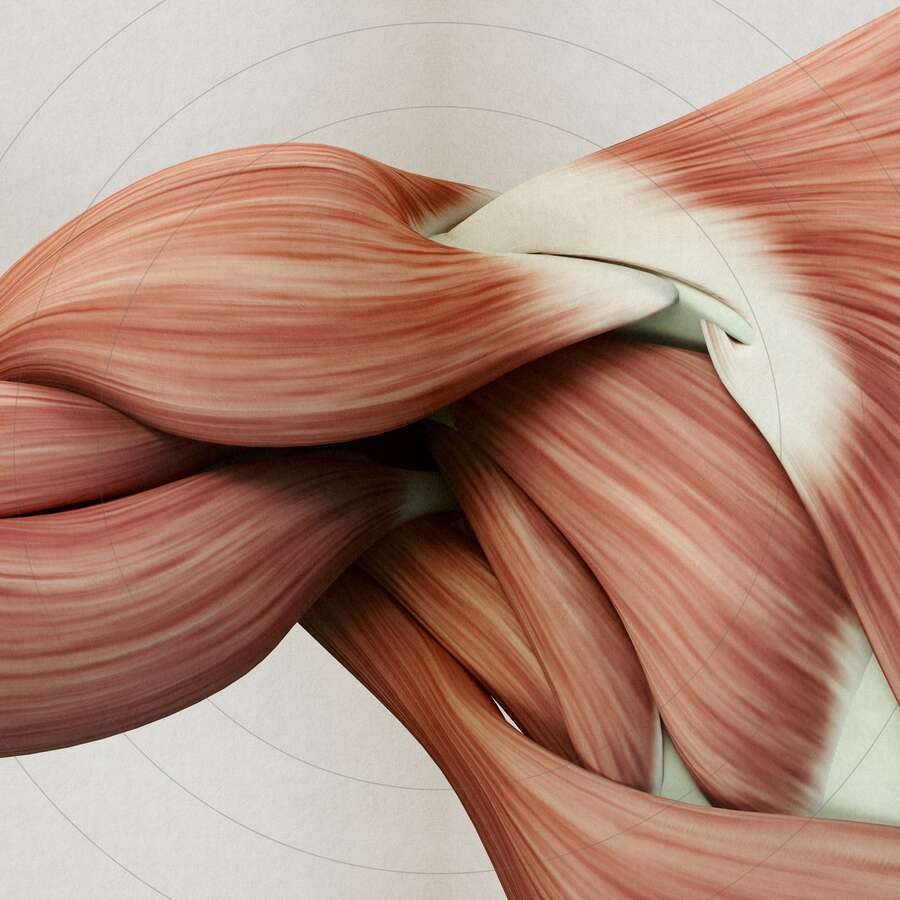 Muscle | Futura Santé