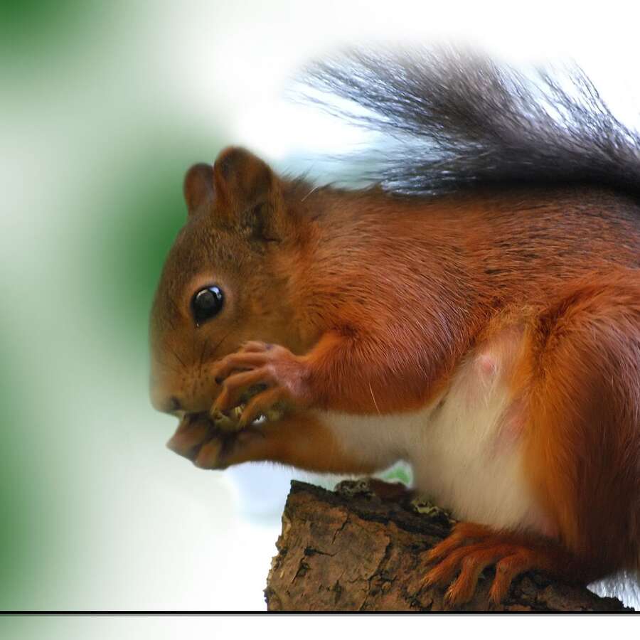 Rongeurs | Futura Planète