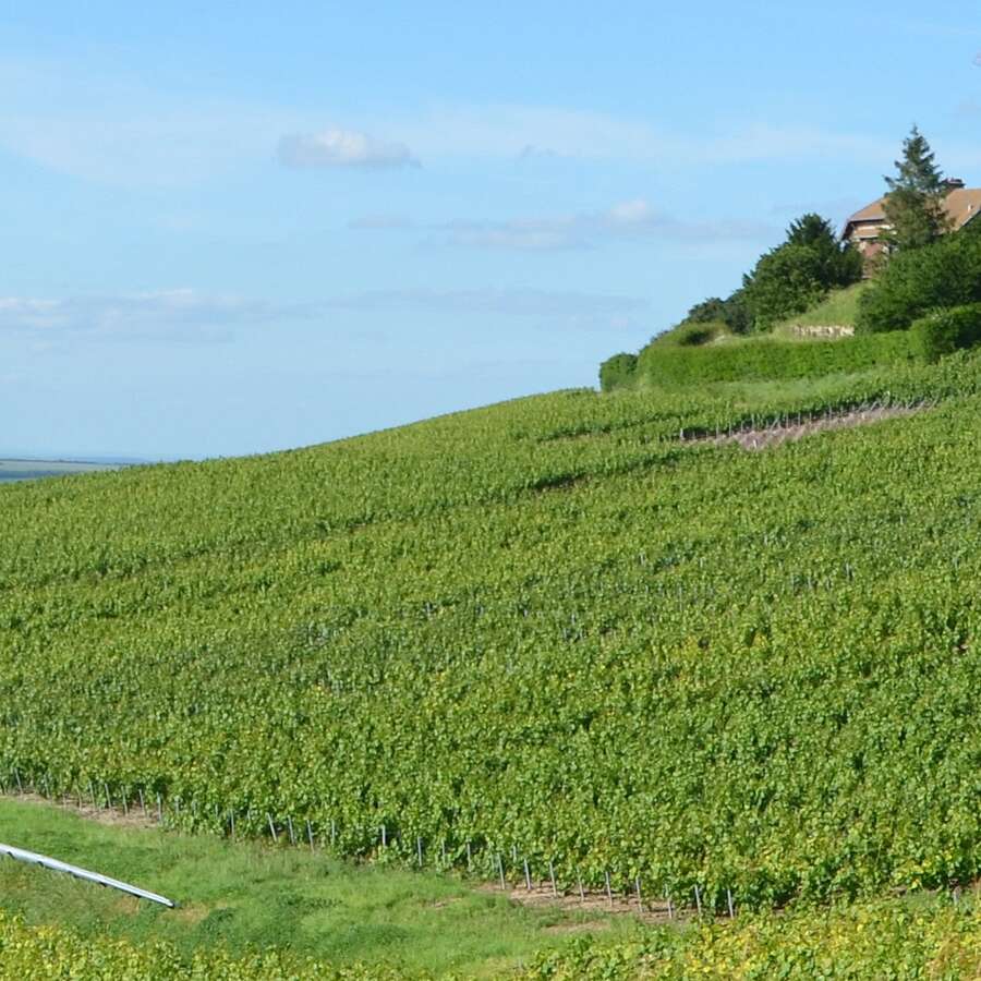 Champagne | Futura Planète Champagne | Futura Planète