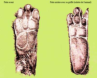 Caractères anatomiques généraux du daman | Dossier