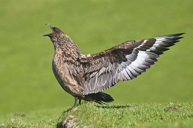 Définition | Grand labbe - Stercoraire - Skua - Stercorarius skua ...